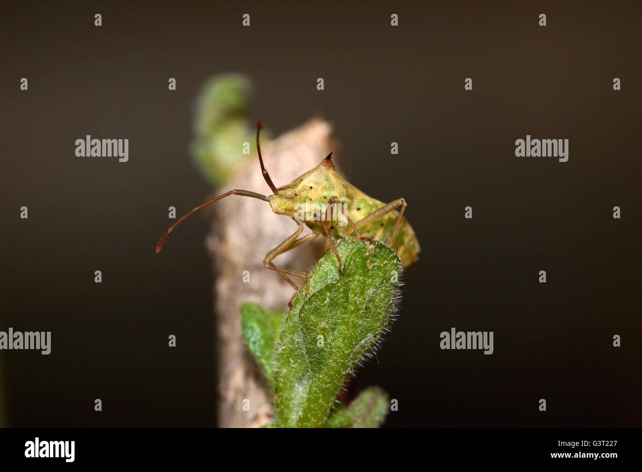 Worm eye hi-res stock photography and images - Alamy