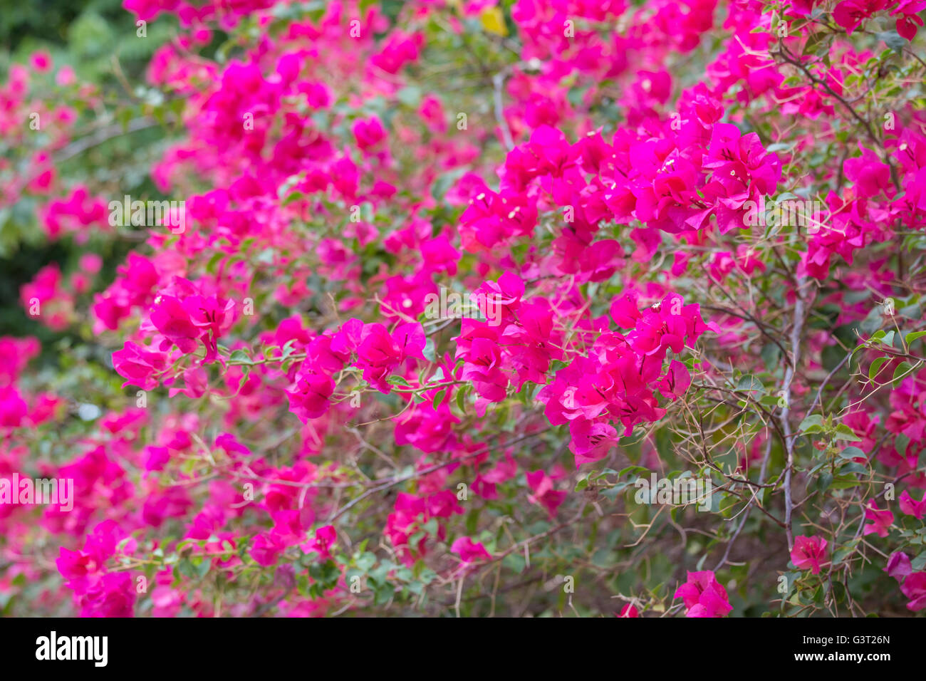 shrub of pink bougainvillea flowers bloom in summer Stock Photo - Alamy