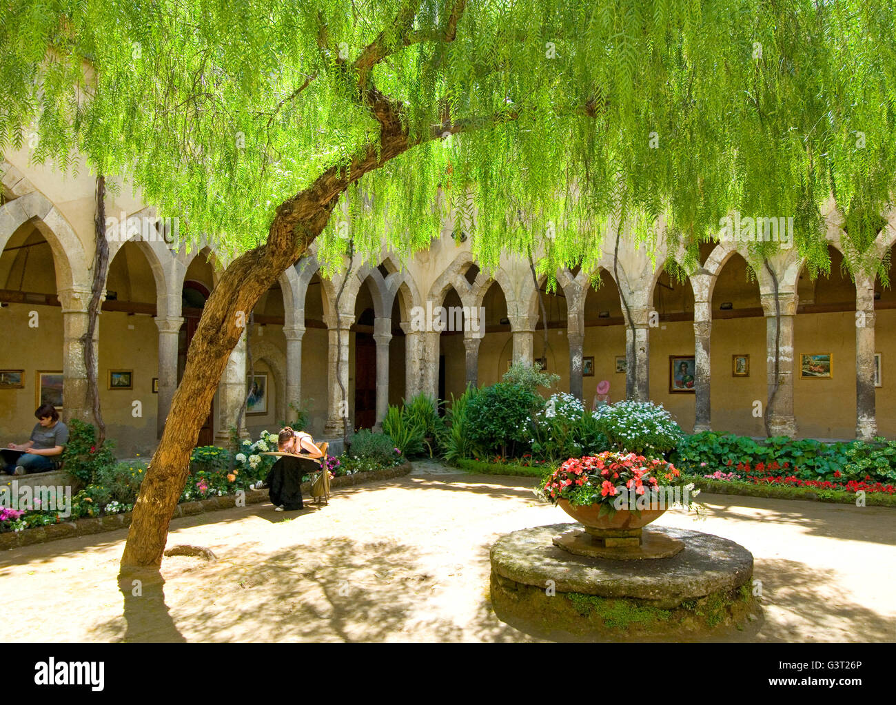 A Mimosa tree overhanging the gorgeous medieval cloisters of the ...