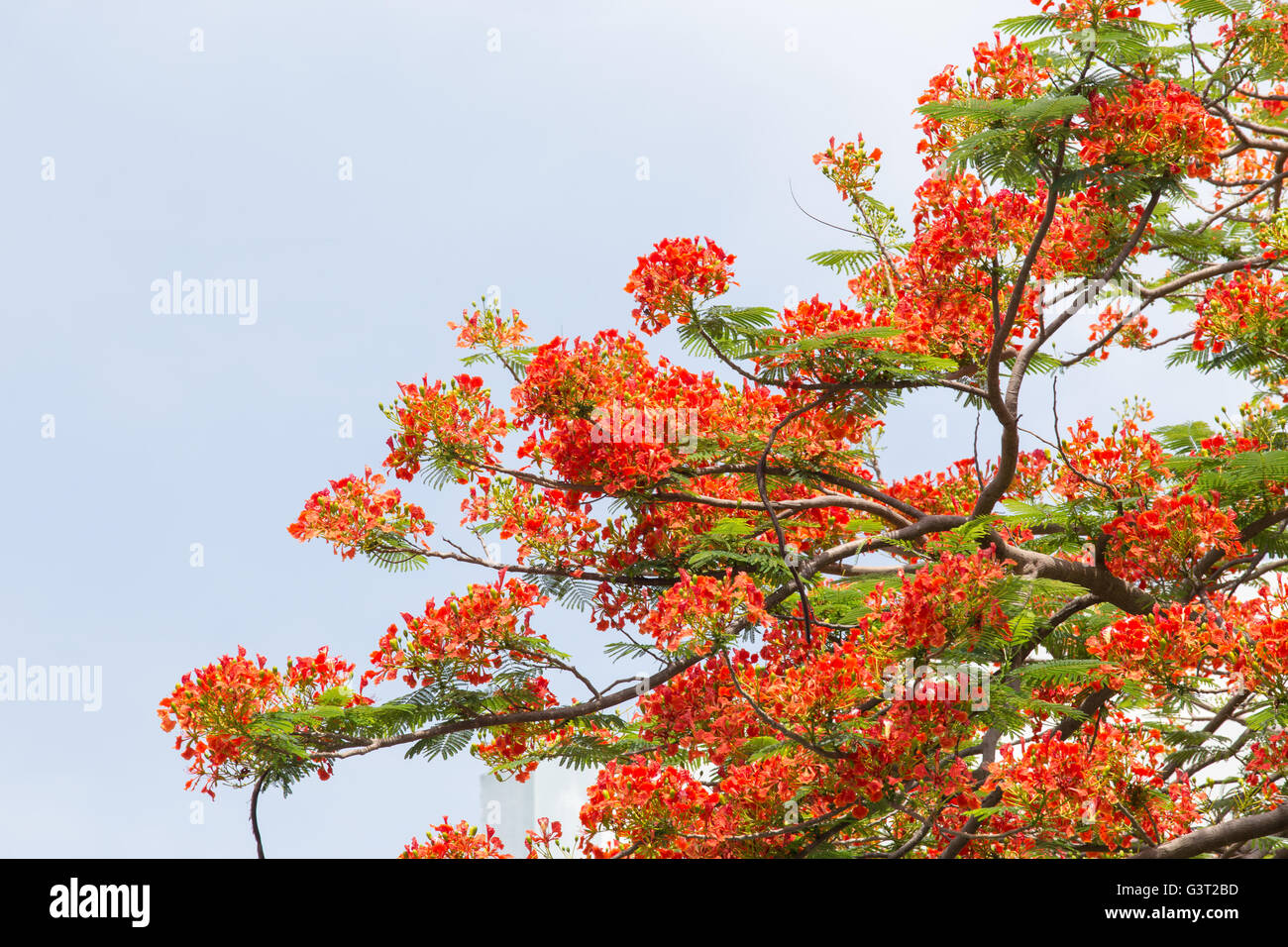 flame tree with group of orange flowers and branch with sky background ...
