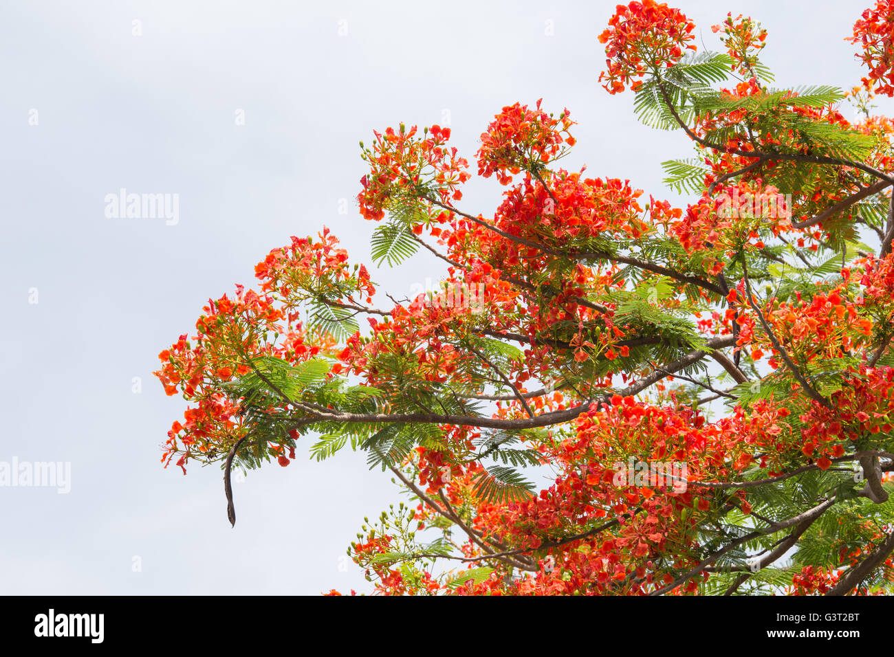 flame tree with group of orange flowers and branch with sky background ...