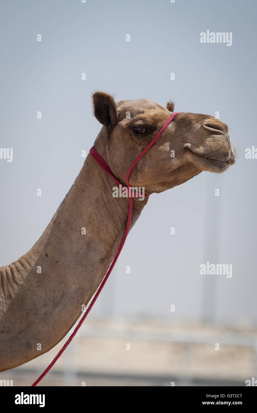 Camel With Halter High Resolution Stock Photography and Images - Alamy