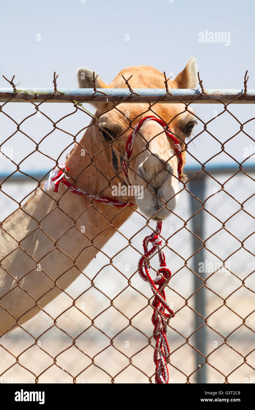 Camel in cage at the Camel Racetrack, Al-Shahaniya, Qatar Stock Photo ...