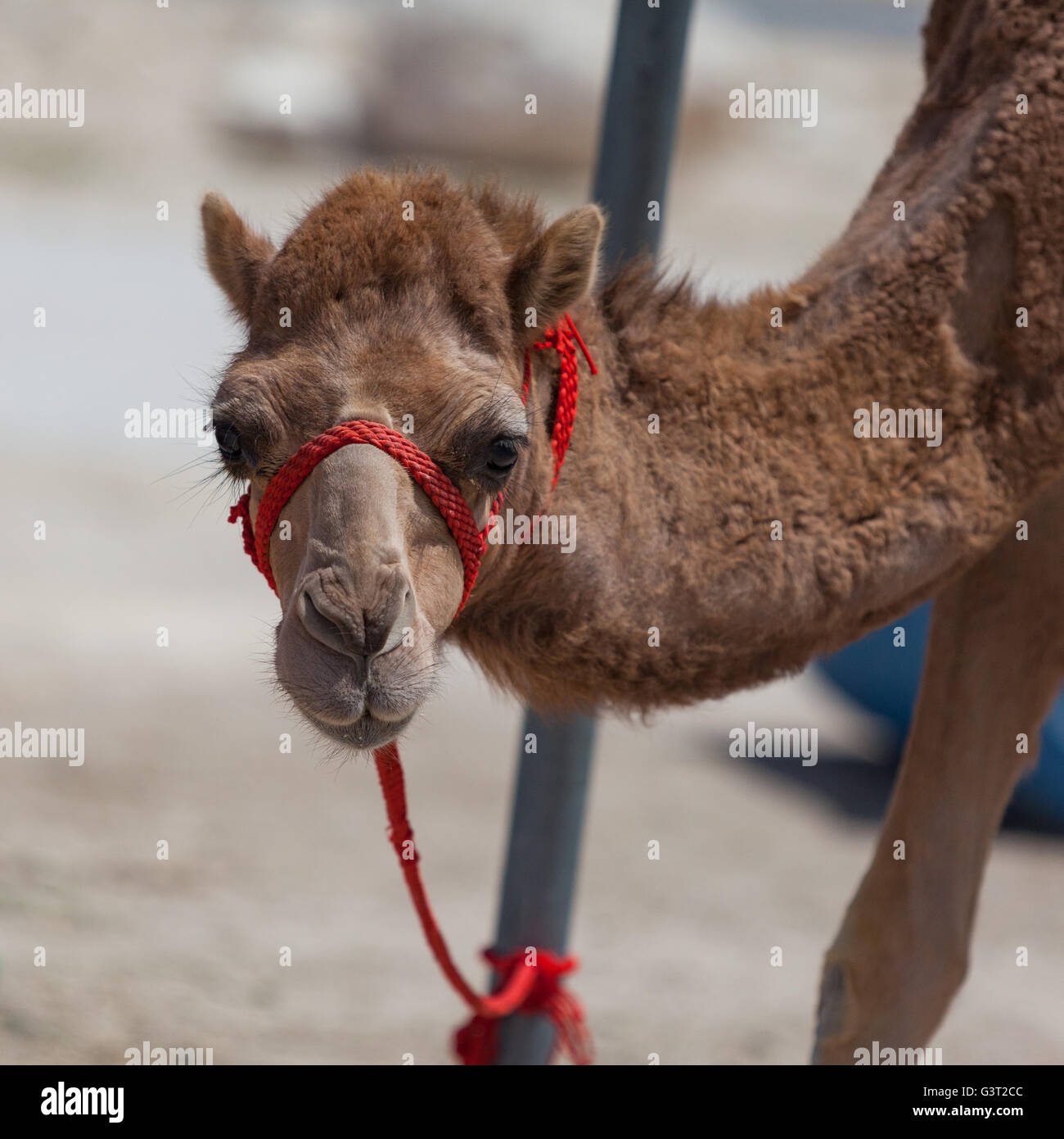 Arabian pen hi-res stock photography and images - Alamy