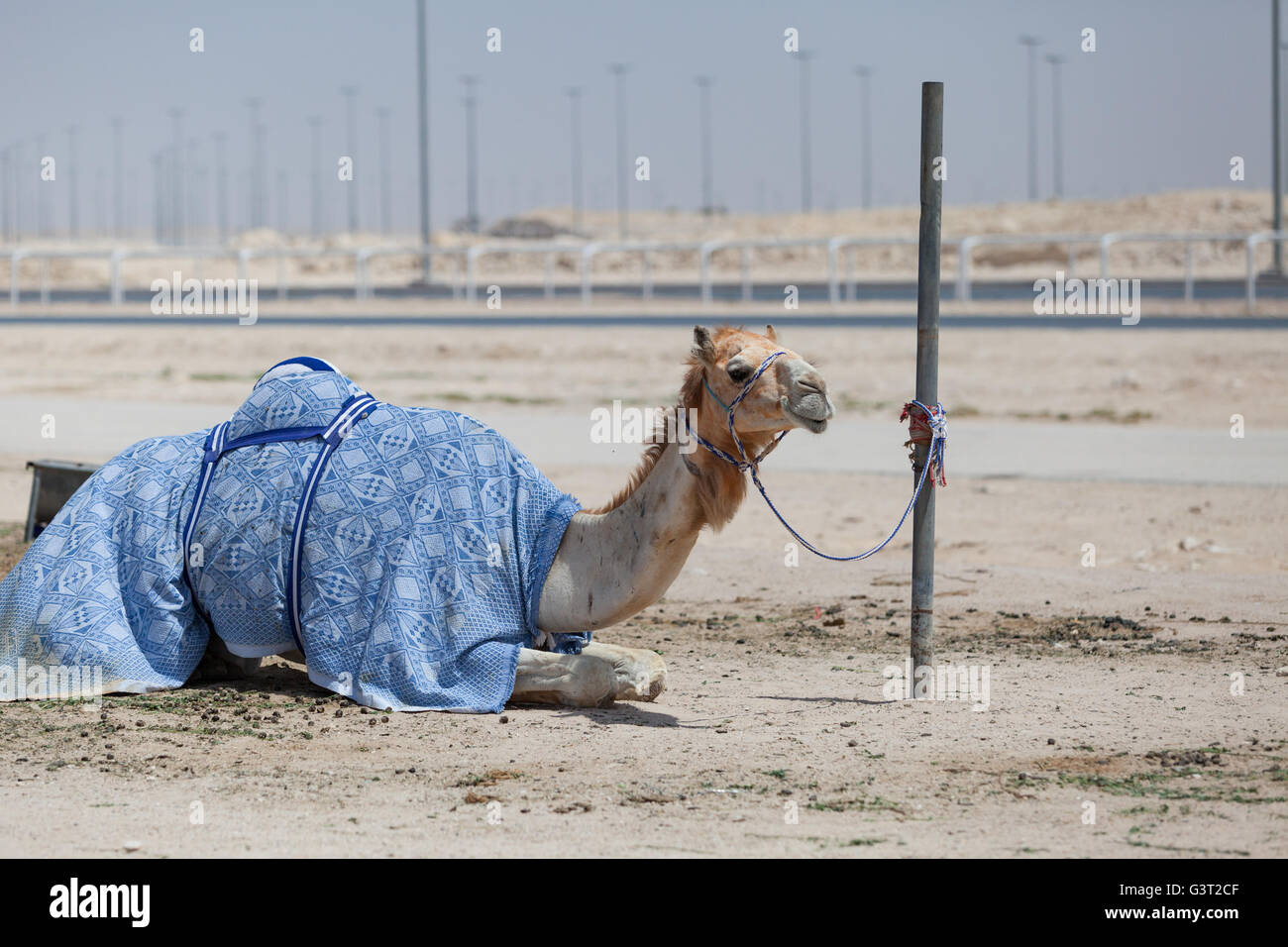 Camel Track High Resolution Stock Photography and Images - Alamy