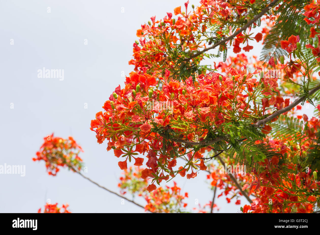 flame tree with group of orange flowers and branch with sky background ...