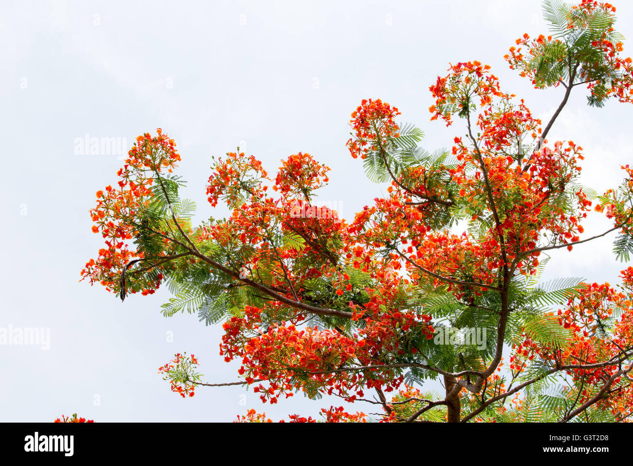 flame tree with group of orange flowers and branch with sky background ...