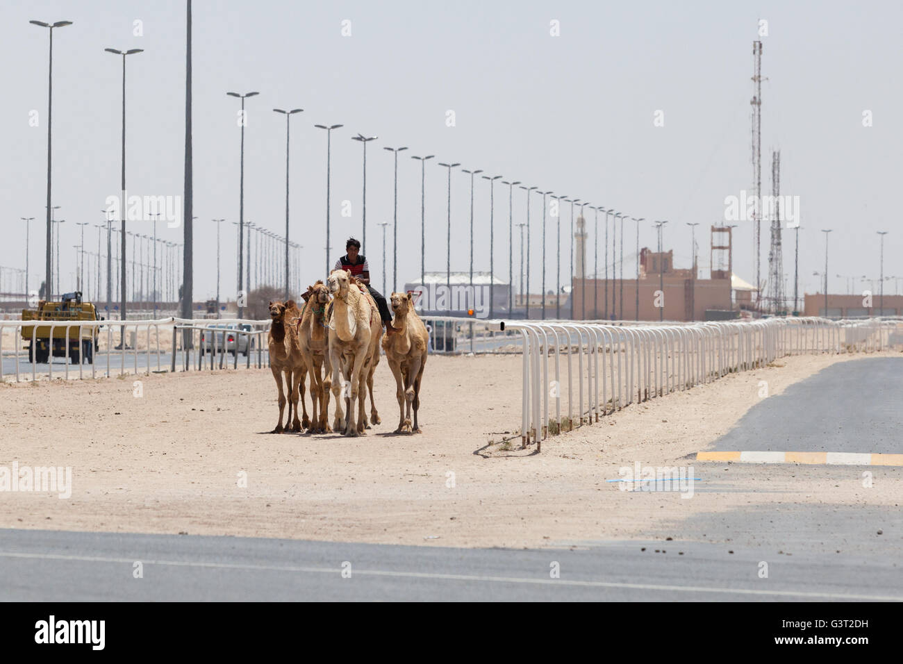 Exercising camels at the Camel Racetrack, Al-Shahaniya, Qatar Stock ...