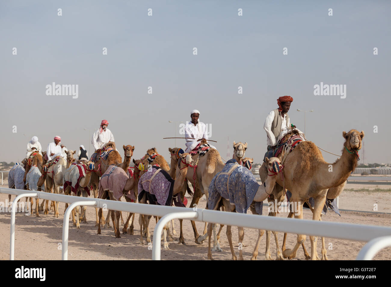 Qatari camels hi-res stock photography and images - Alamy