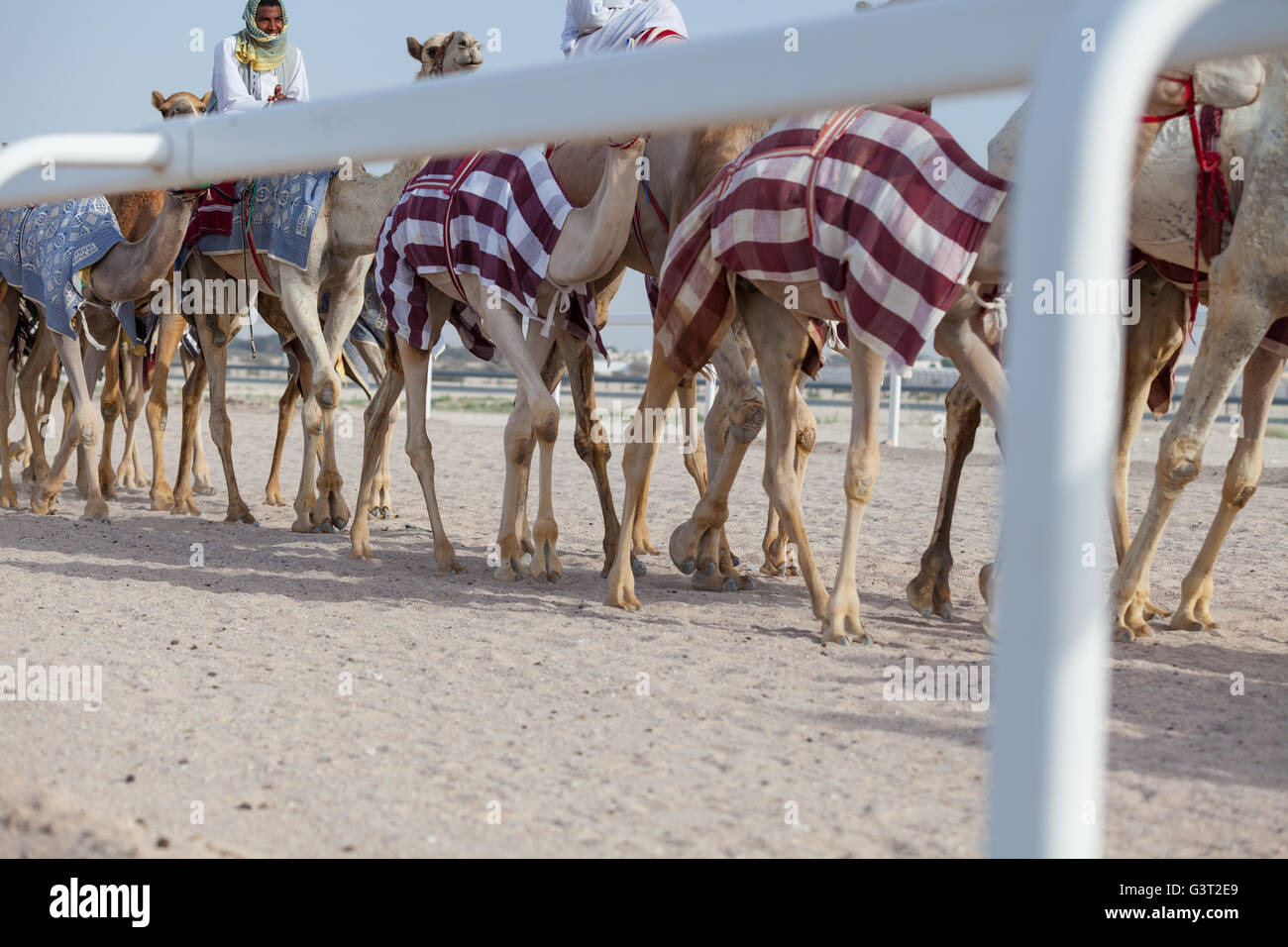Exercising camels at the Camel Racetrack, Al-Shahaniya, Qatar Stock ...