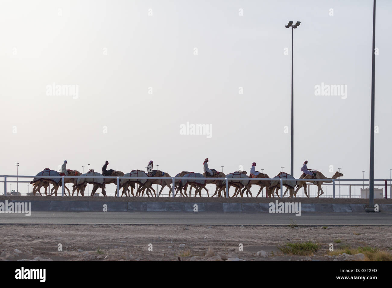Exercising camels at the Camel Racetrack, Al-Shahaniya, Qatar Stock ...
