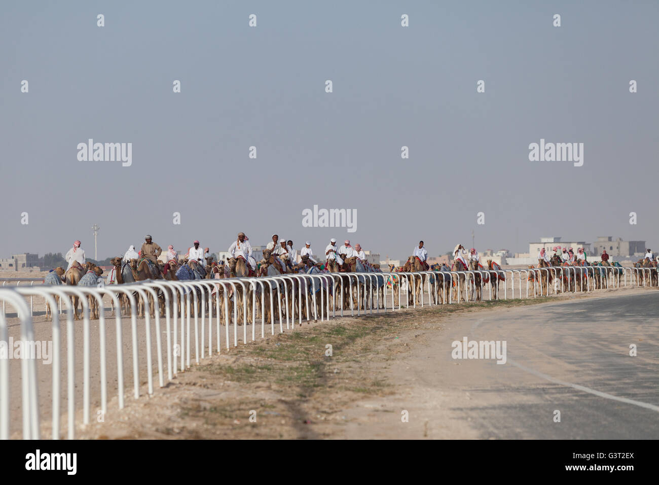 Exercising camels at the Camel Racetrack, Al-Shahaniya, Qatar Stock ...
