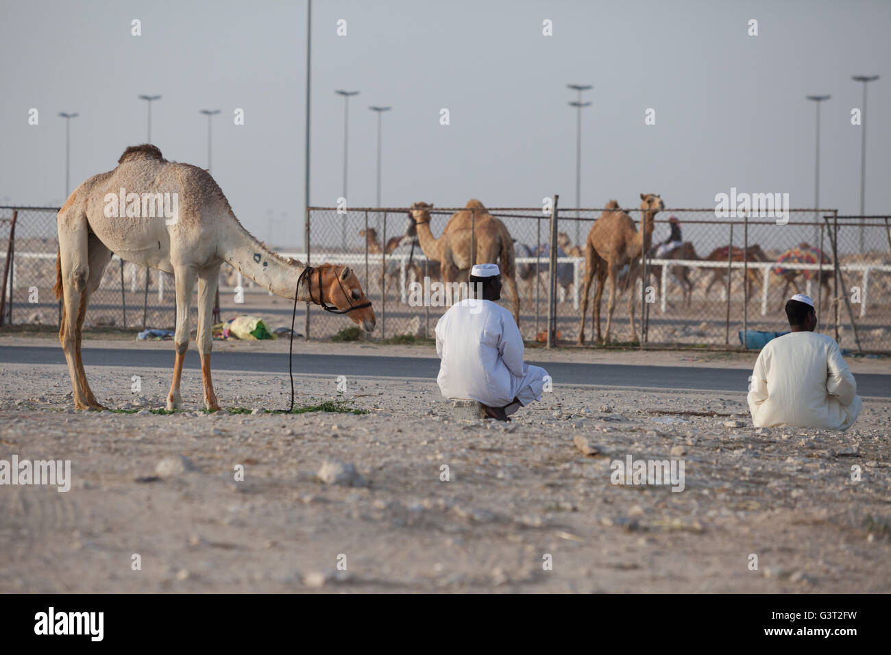 Camels for sale at the Camel Racetrack, Al-Shahaniya, Qatar Stock Photo ...