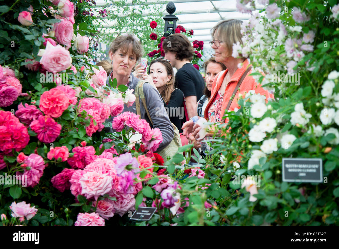 RHS Chelsea Flower Show 2016 Stock Photo - Alamy