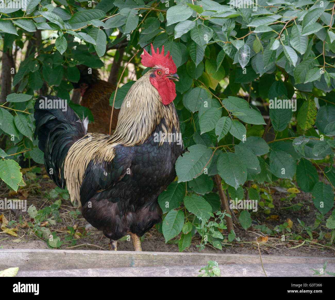 Big beautiful rooster did in the shadow under branches of cherry tree ...
