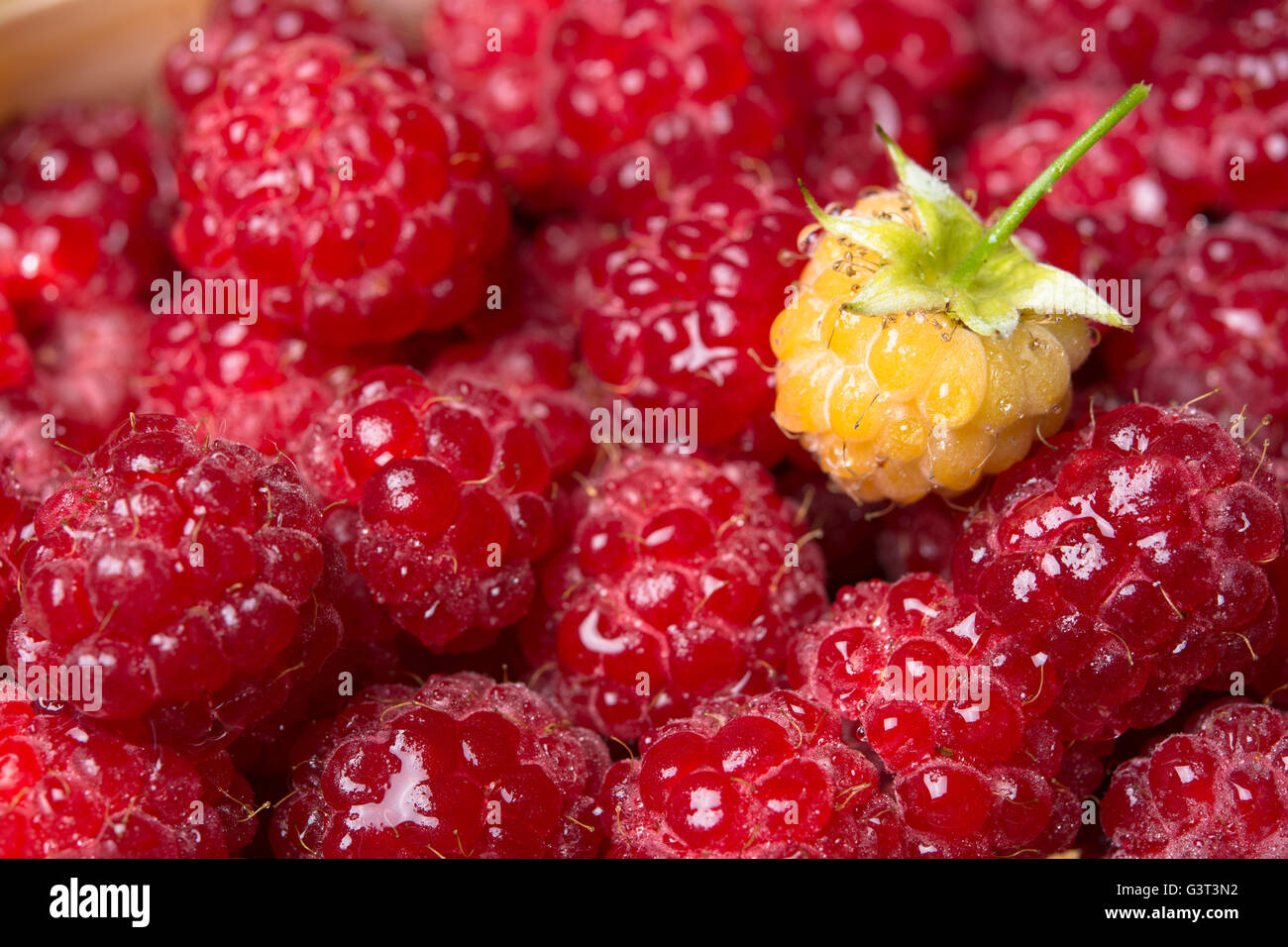 Harvest raspberry hi-res stock photography and images - Alamy