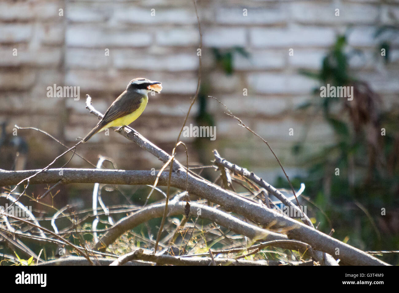 Asuncion, Paraguay. 13th June, 2016. A Great kiskadee (Pitangus ...