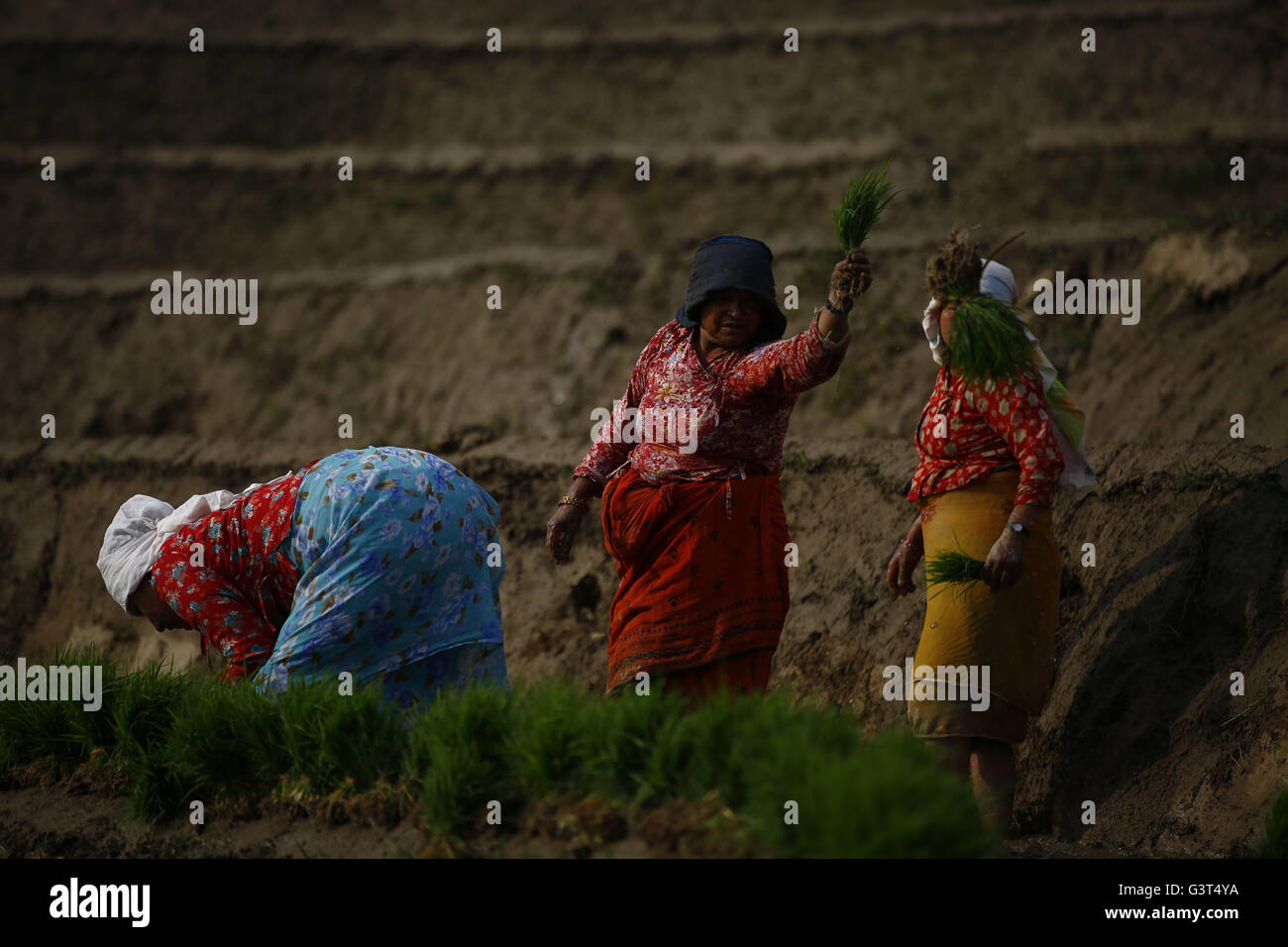Lalitpur, Nepal. 14th June, 2016. Nepalese farmers planting rice crops ...