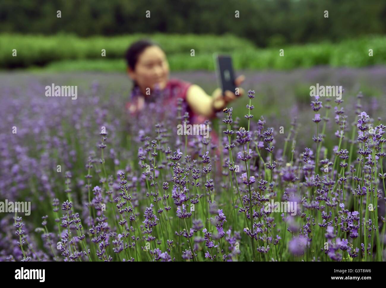 Xuanwei, China's Yunnan Province. 14th June, 2016. A tourist takes a ...