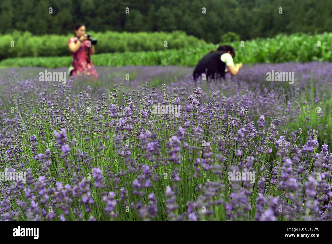 Xuanwei, China's Yunnan Province. 14th June, 2016. Tourists take photos ...