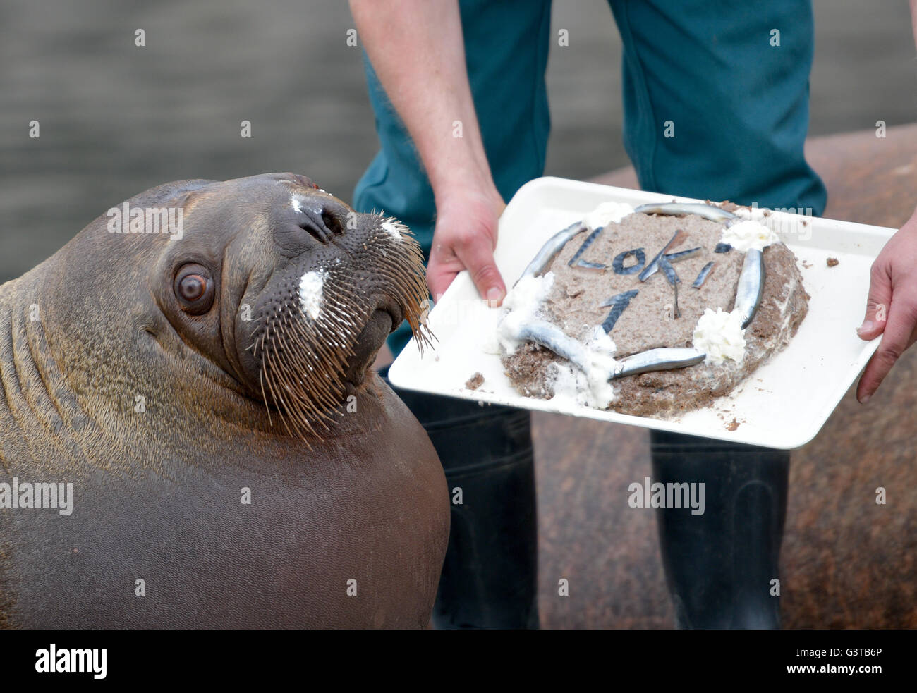 Walrus Birthday Cake