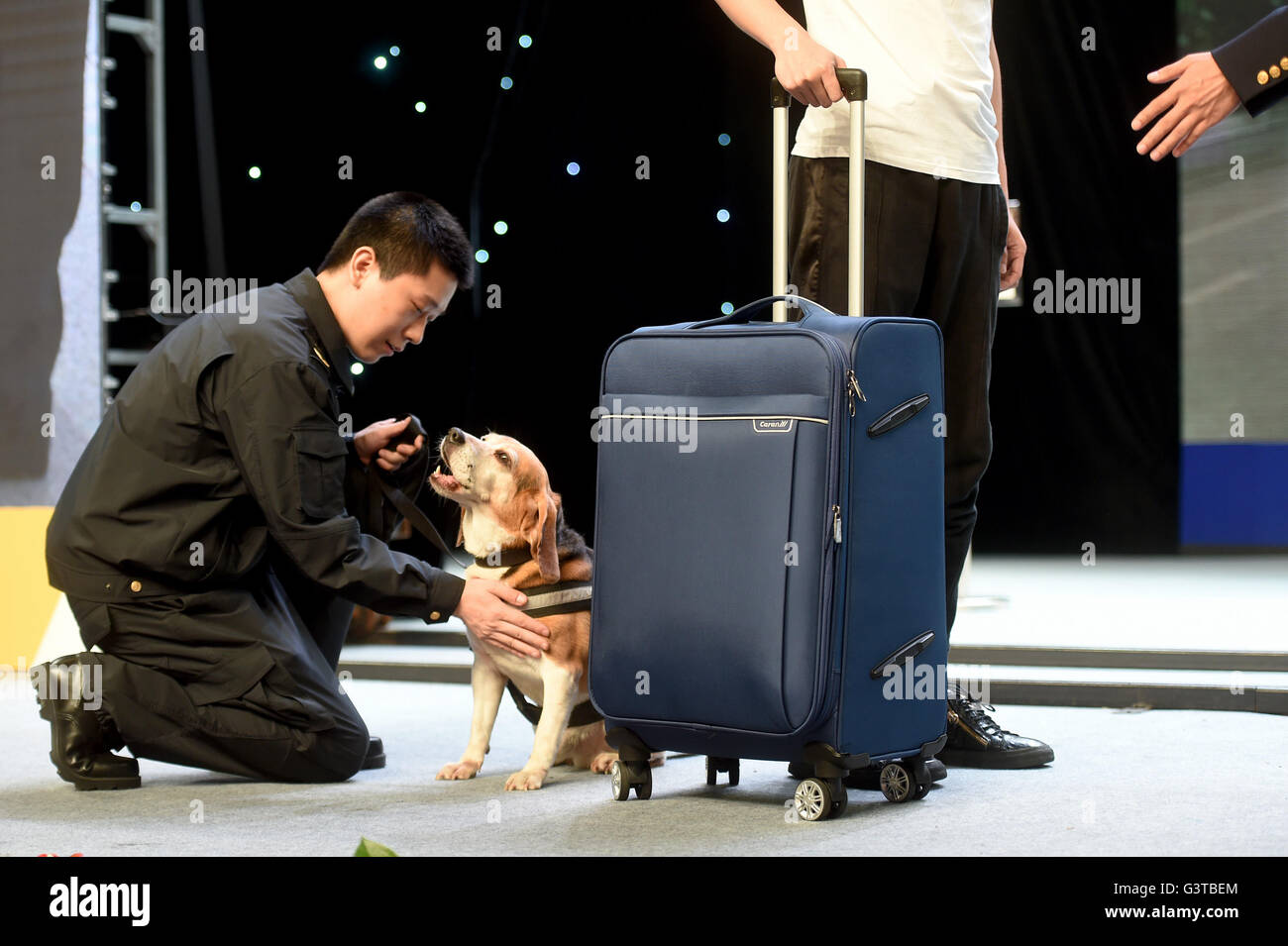 Hangzhou, China's Zhejiang Province. 15th June, 2016. A quarantine dog ...