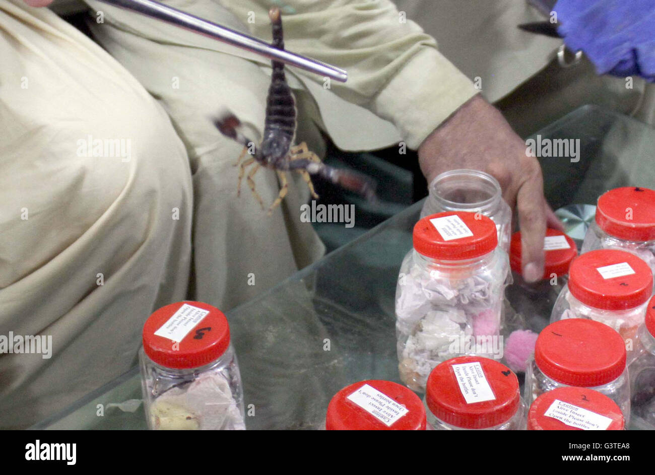 Lahore, Pakistan. 15th June, 2016. Wild life staffs showing seized ...