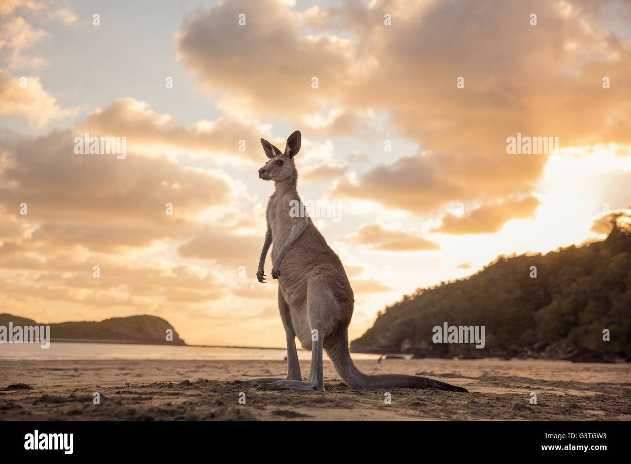 Kangaroo on beach hi-res stock photography and images - Alamy