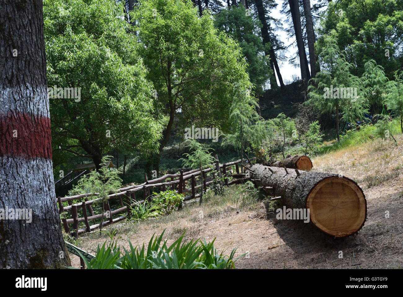Tree cutting deforestation hi-res stock photography and images - Alamy
