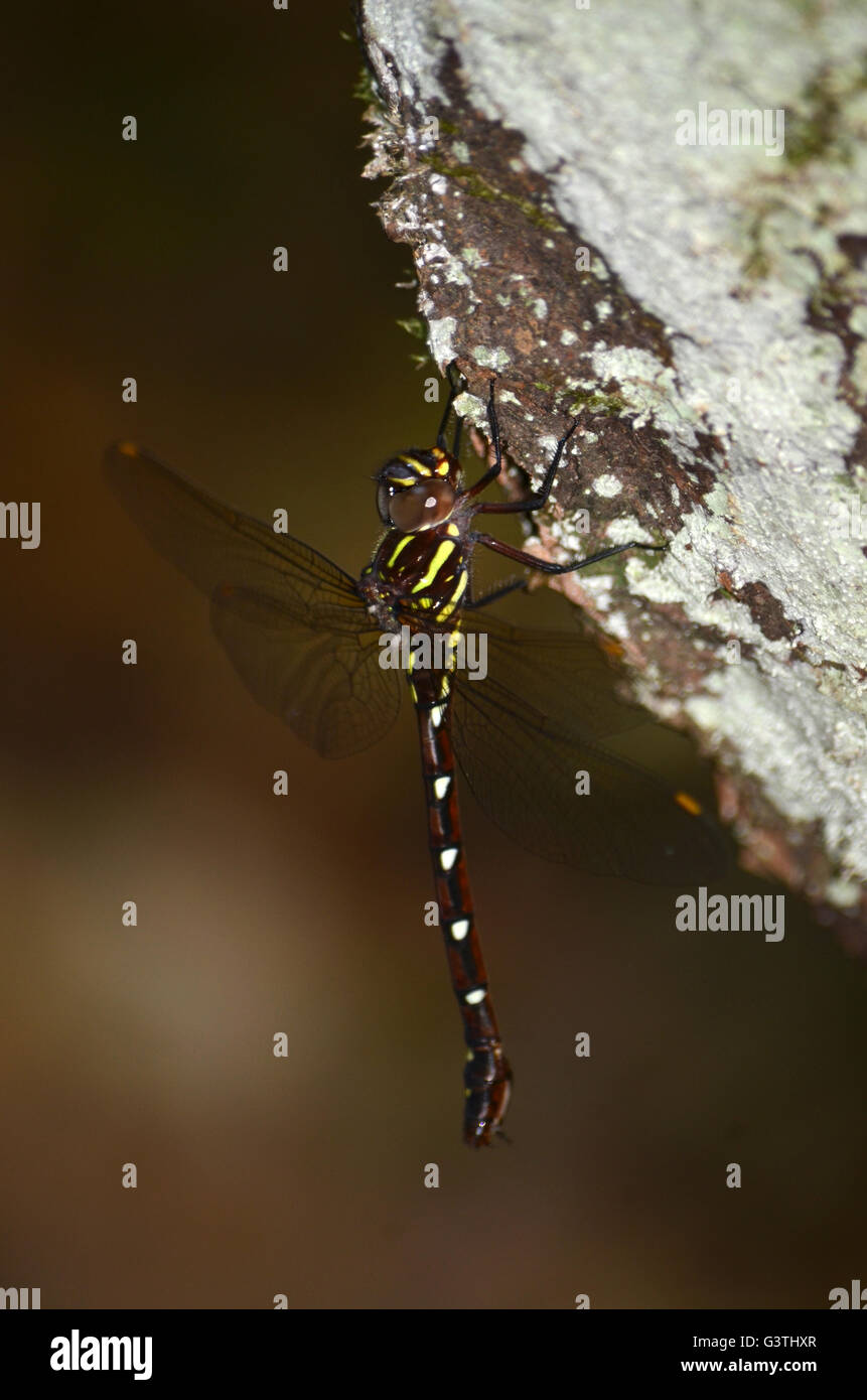 Australian dragonfly hi-res stock photography and images - Alamy