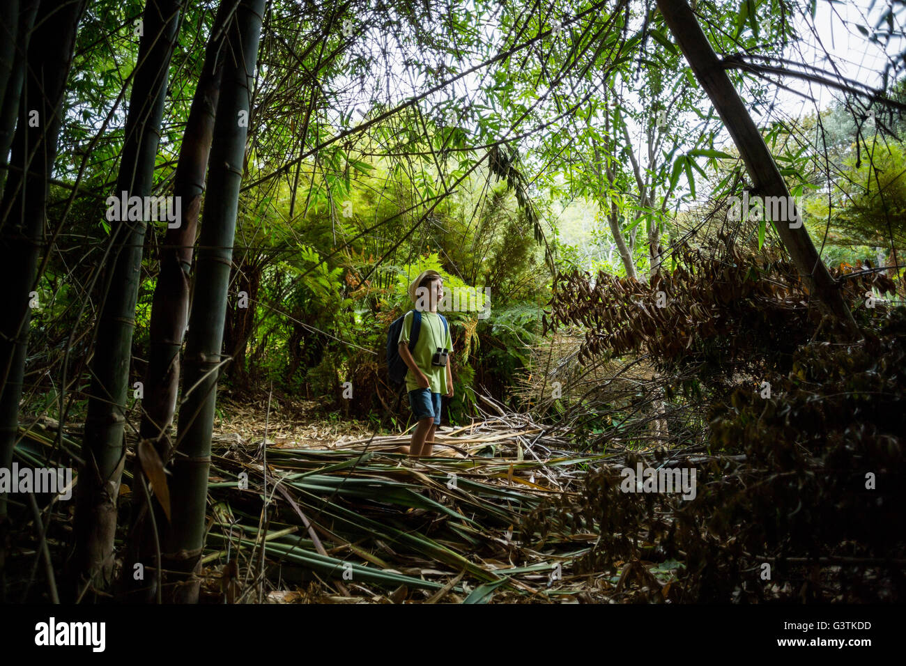 Boy standing in forest Stock Photo - Alamy