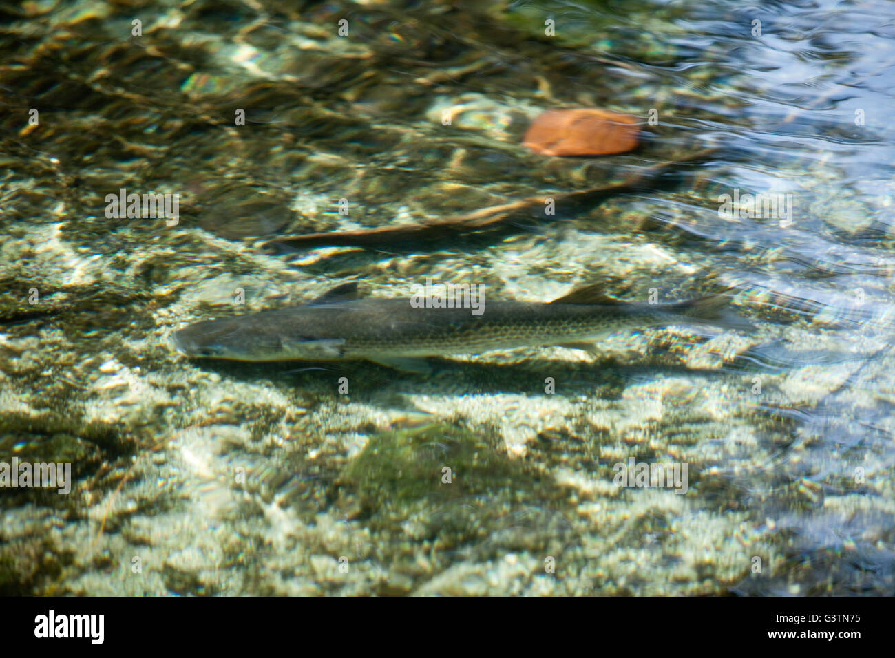 Mullet island hi-res stock photography and images - Alamy