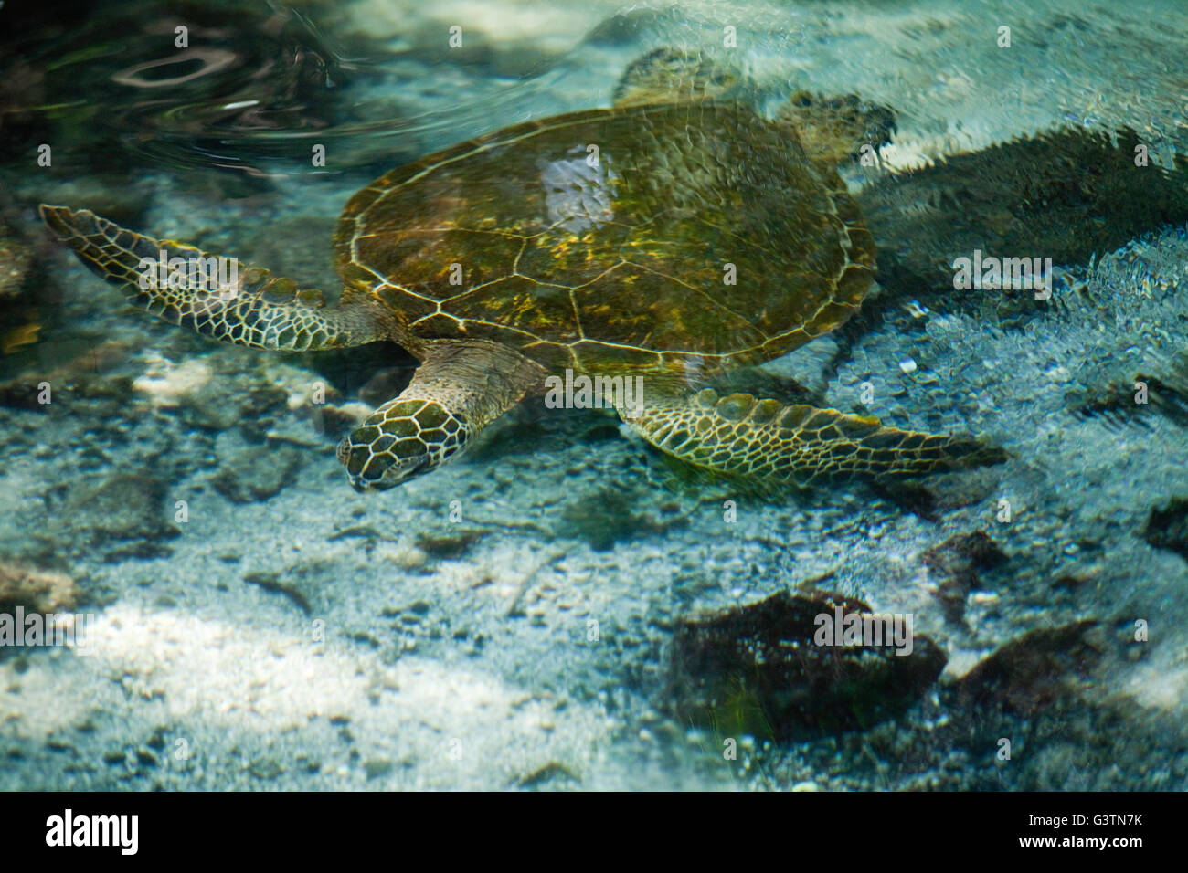 Kona hawaii sea turtles hi-res stock photography and images - Alamy