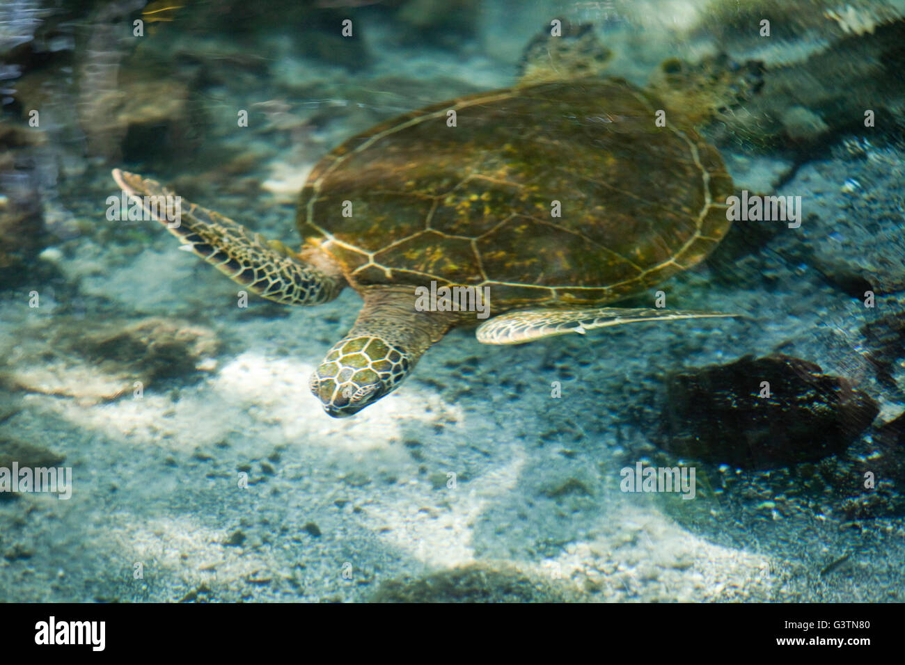 Hawaii turtle bay turtles hi-res stock photography and images - Alamy