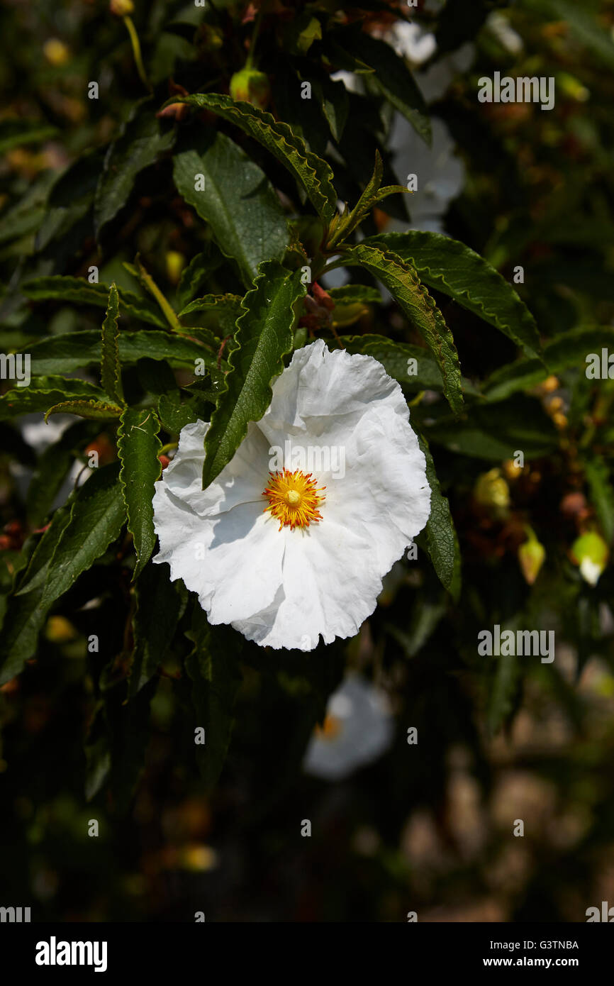 Rockrose,bush called Cistus x Aguilarii,snow white in a garden Stock ...