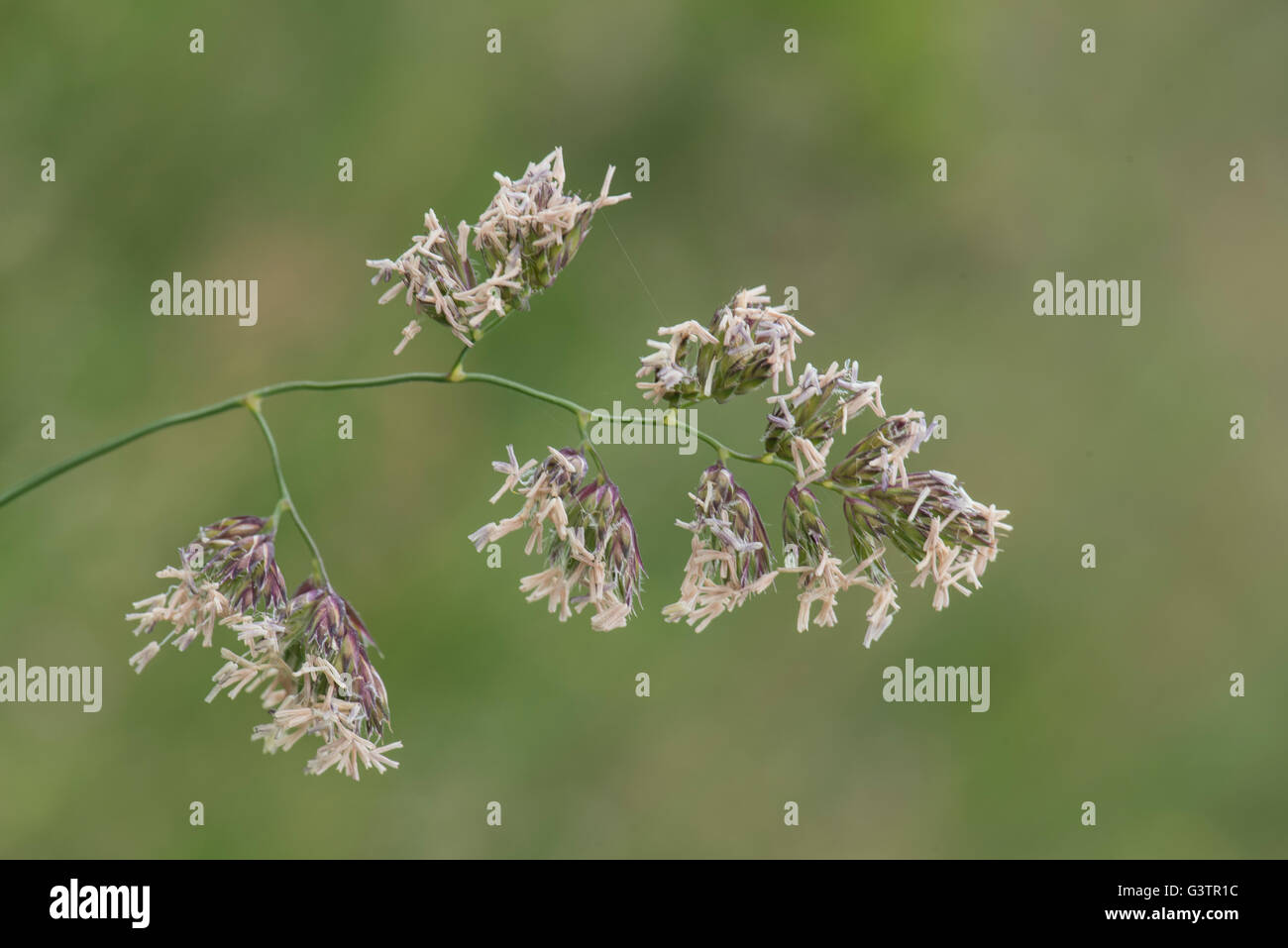 Cocksfoot grass hi-res stock photography and images - Alamy