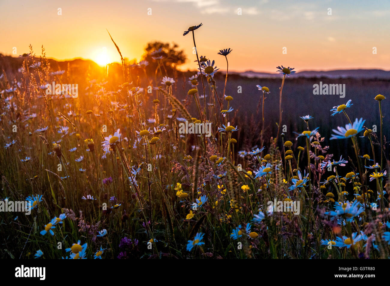 Meadow flora hi-res stock photography and images - Alamy