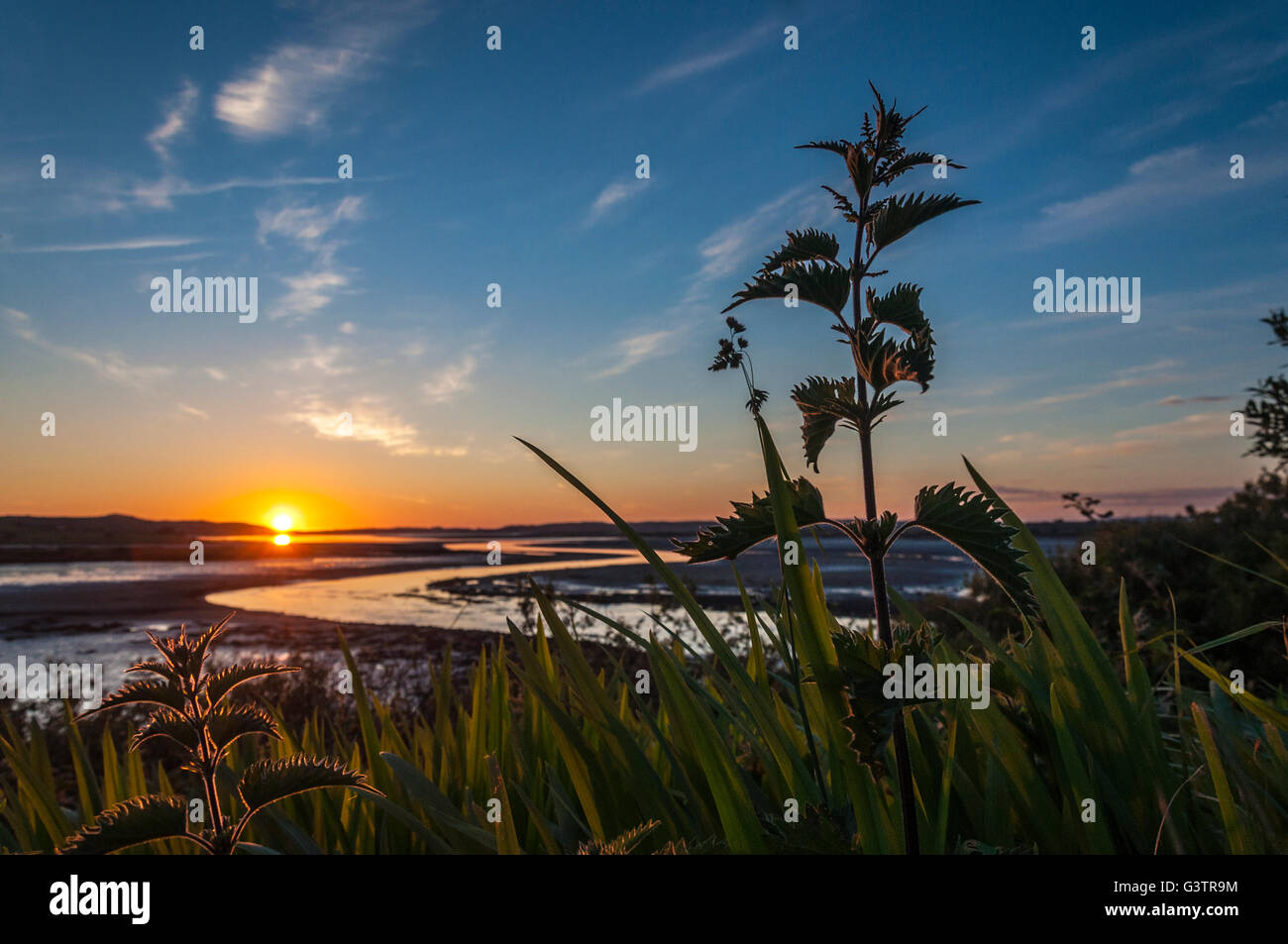 Stinging nettles, reeds and sunset in Ardara, County Donegal, Ireland ...