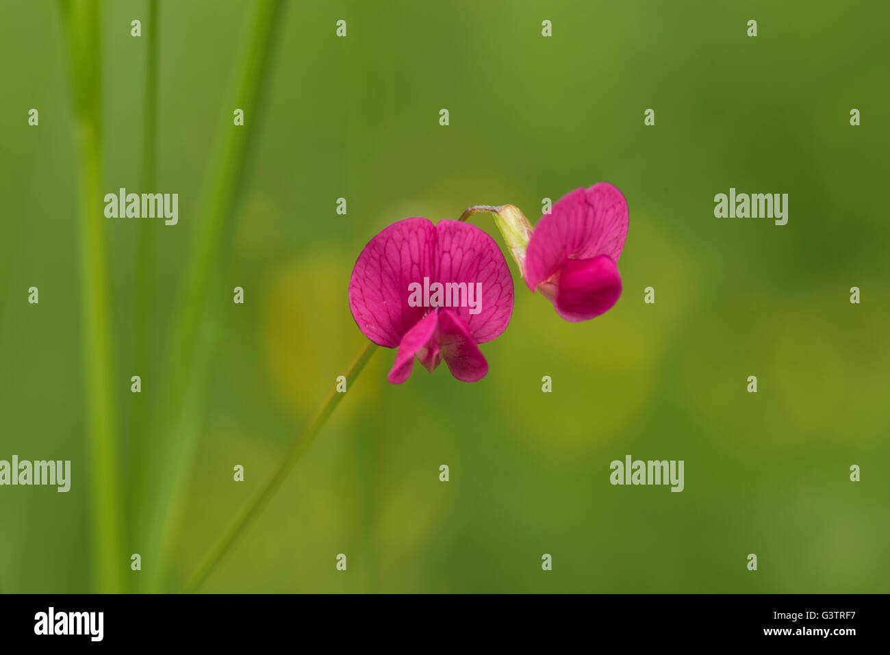 Grass Vetchling, Lathyrus nissolia, growing in grasslands, Surrey, UK ...