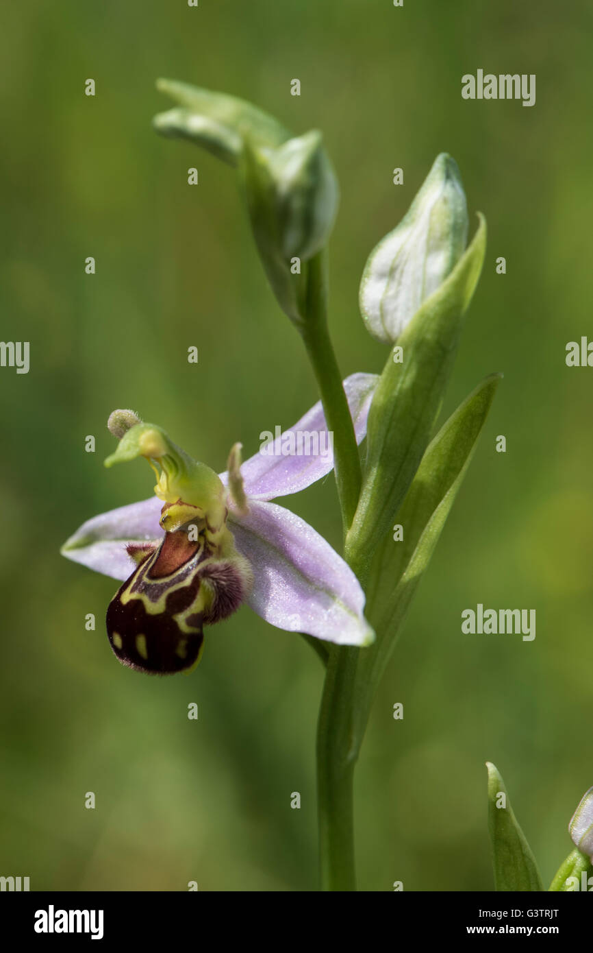 Ophrys genus hi-res stock photography and images - Alamy