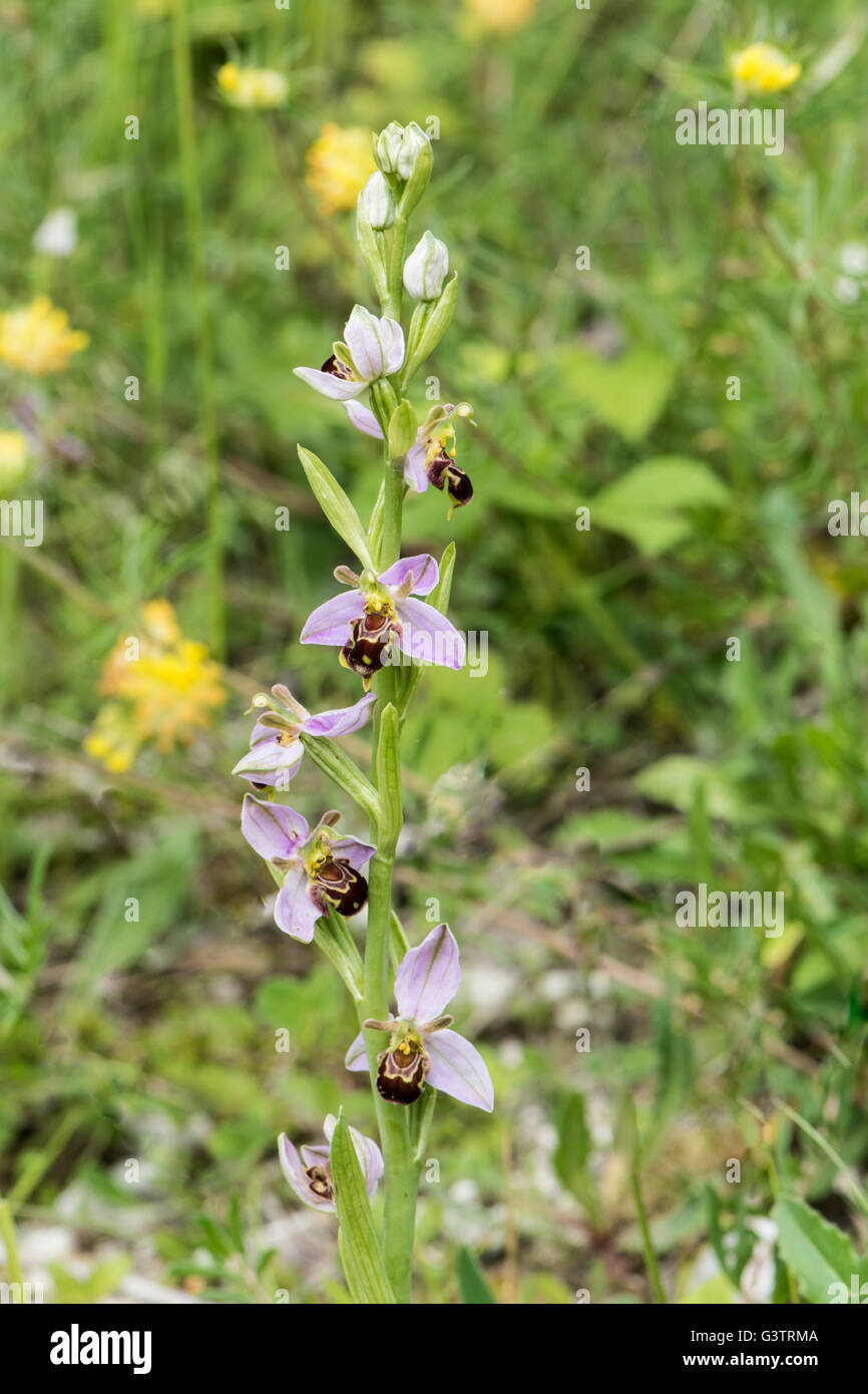 Ophrys genus hi-res stock photography and images - Alamy