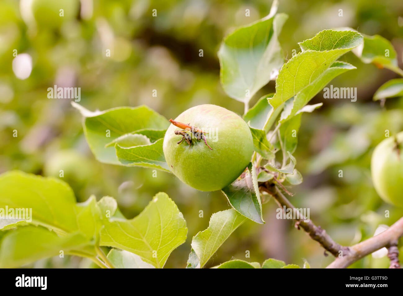 Little leaf tree hi-res stock photography and images - Alamy