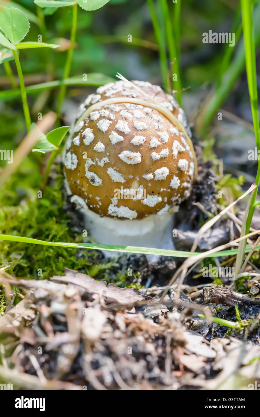 A young Amanita Pantherina, also called panther cap or false blusher ...