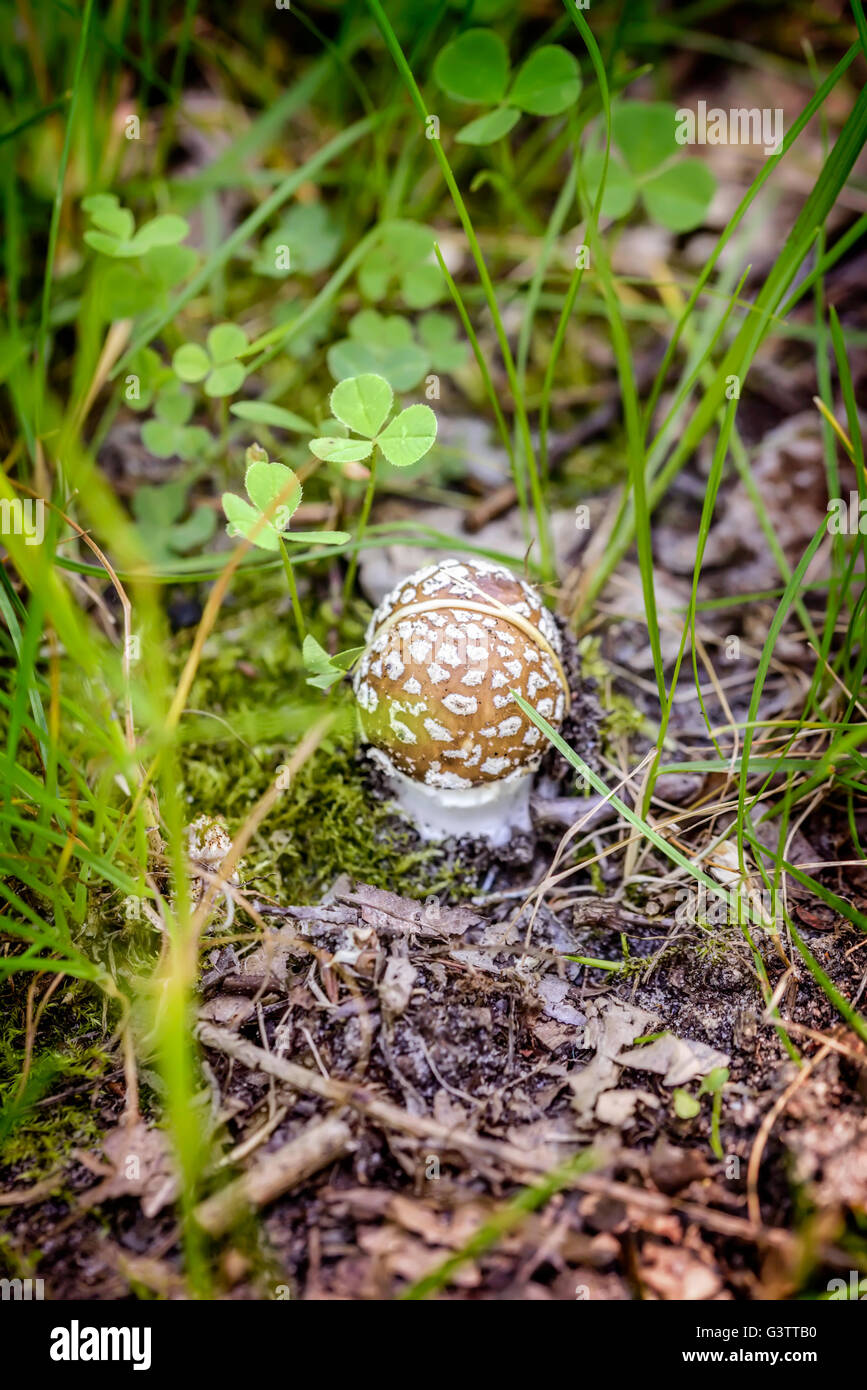 A young Amanita Pantherina, also called panther cap or false blusher ...