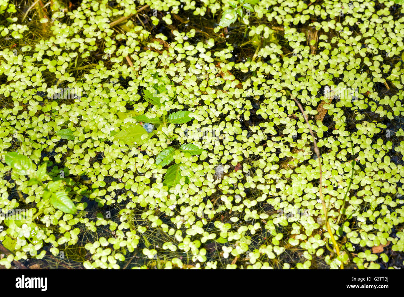 Lesser Duckweed High Resolution Stock Photography and Images - Alamy