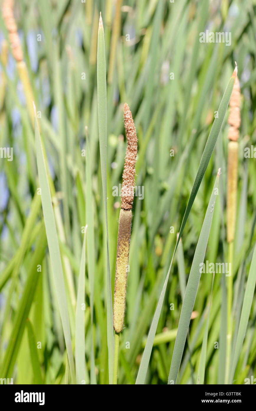 Detail of Typha Latifolia reed flower close to the lake in spring Stock ...