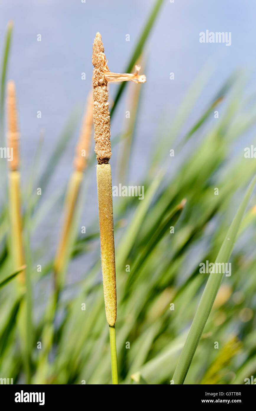Detail of Typha Latifolia reed flower close to the lake in spring Stock ...