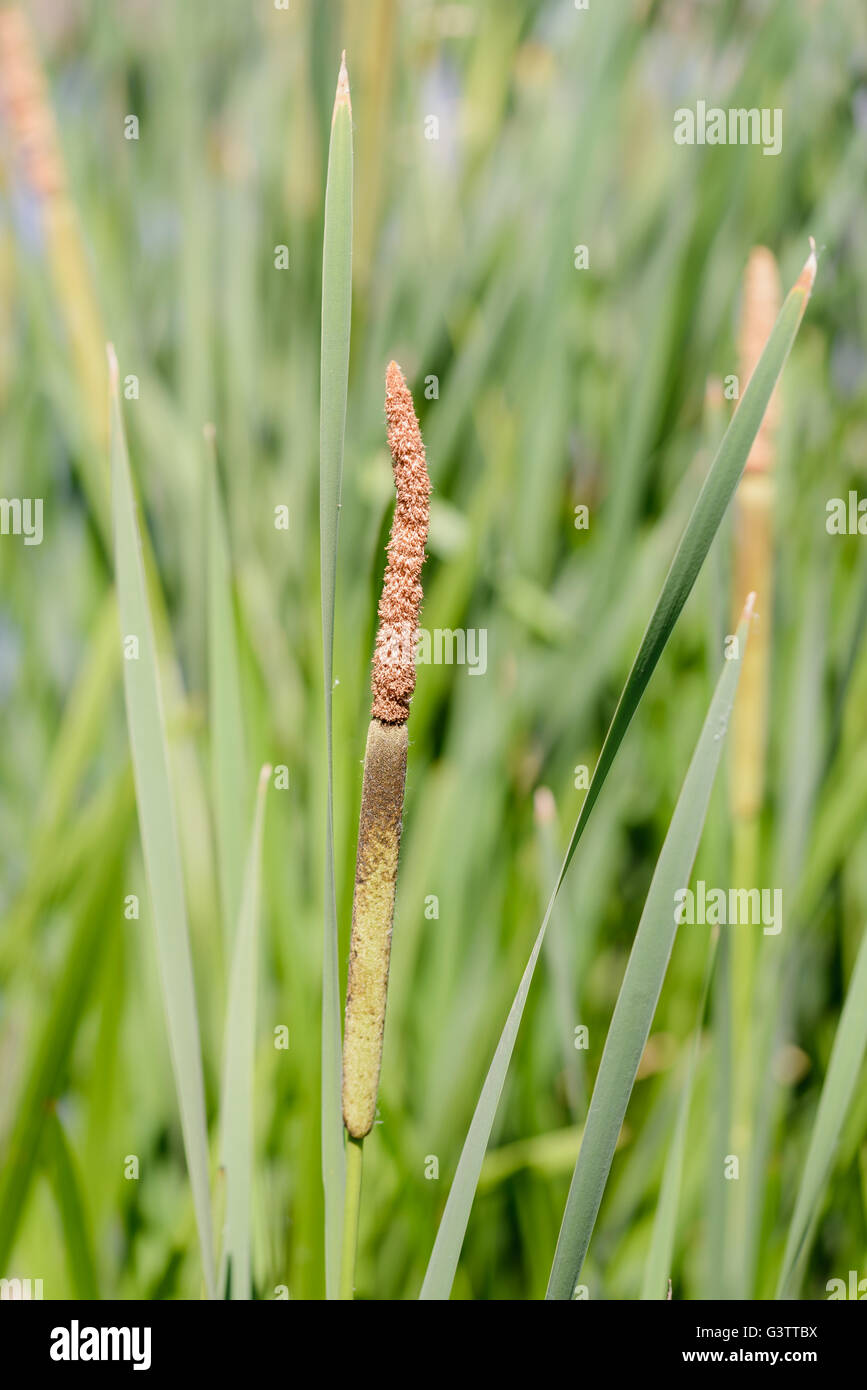 Typha latifolia flower hi-res stock photography and images - Alamy