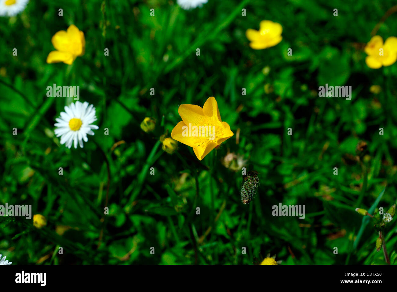 BUTTERCUP, RANUNCULACEAE, RANUNCULUS, LITTLE FROG, GOLDILOCKS, LARGE ...