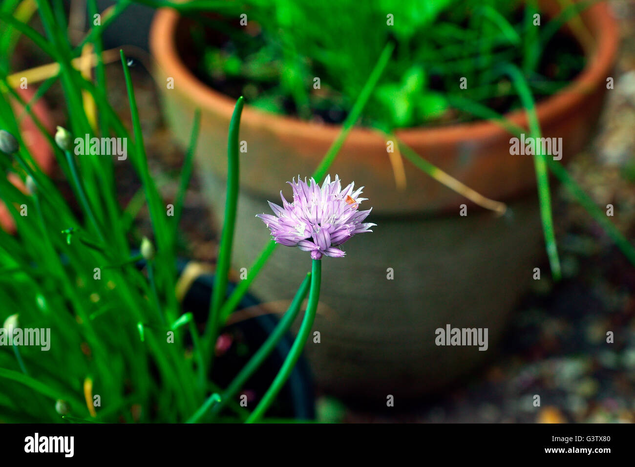 CHIVES IN FLOWER Stock Photo - Alamy